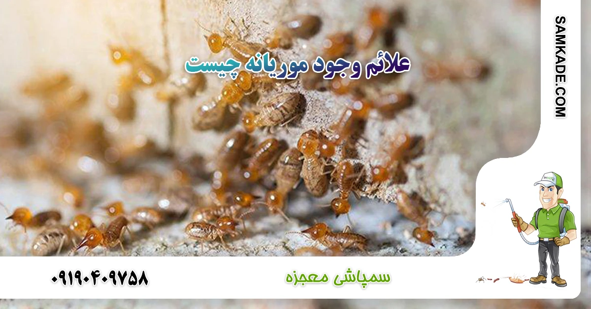 علائم وجود موریانه چیست - سمپاشی و دفع موریانه - سمکده